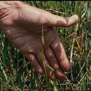 Sept promenades avec Mark Brown - Film documentaire 2024 - AlloCiné