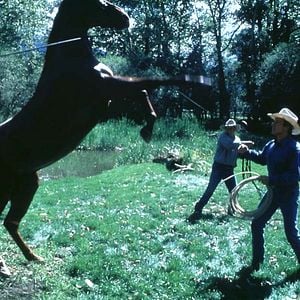 L'Homme qui murmurait à l'oreille des chevaux - film 1998 - AlloCiné