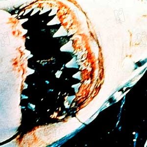 Les Dents de la Mer - film 1975 - AlloCiné