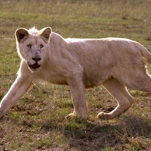 White Lion - Film 2010 - AlloCiné