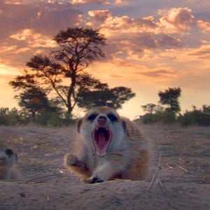 Le Clan des suricates, l'aventure commence - Film documentaire 2012 ...