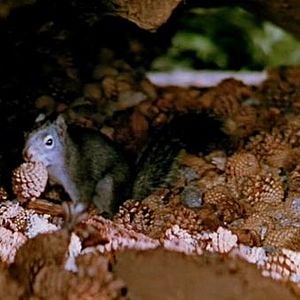 Perri - Film 1957 - AlloCiné