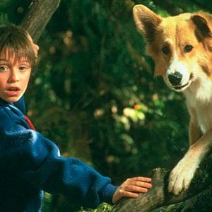 Bingo - film 1991 - AlloCiné