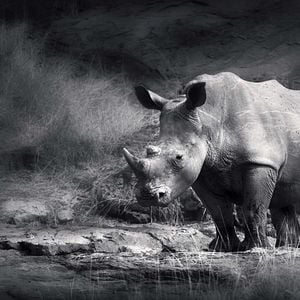 Racing Extinction - Film documentaire 2015 - AlloCiné