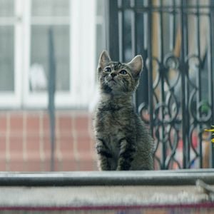 Keanu - Film 2016 - AlloCiné