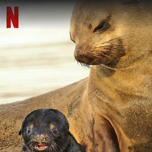 Wild Babies : Petits et Sauvages - Série TV 2022 - AlloCiné