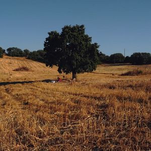 The Mercy Tree - Drzewo Miłosierdzia - - Film 2023 - AlloCiné