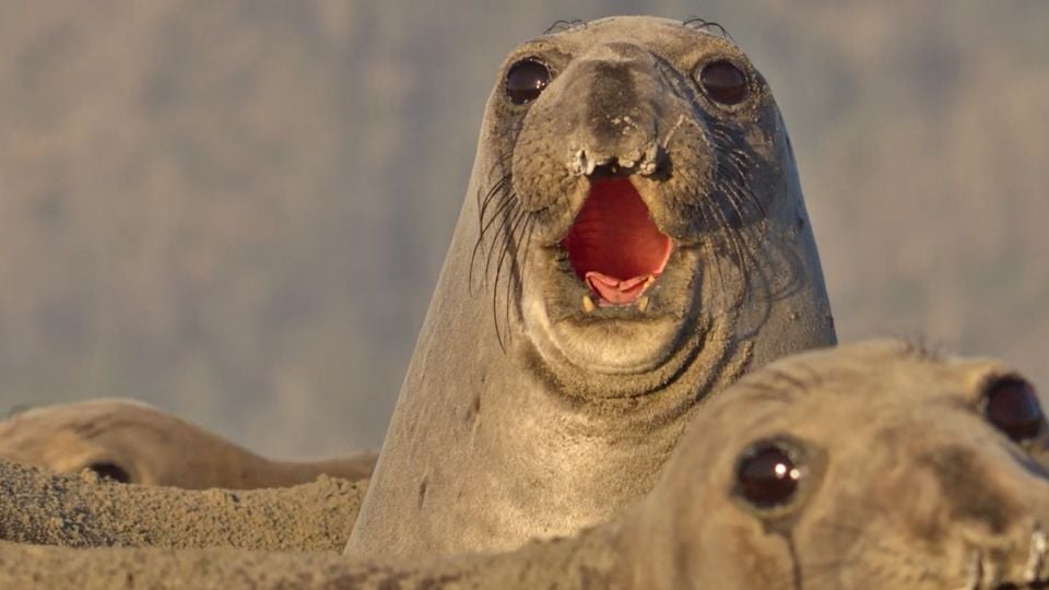 Les Outsiders du monde animal - saison 1 Bande-annonce VF - Trailer Les ...