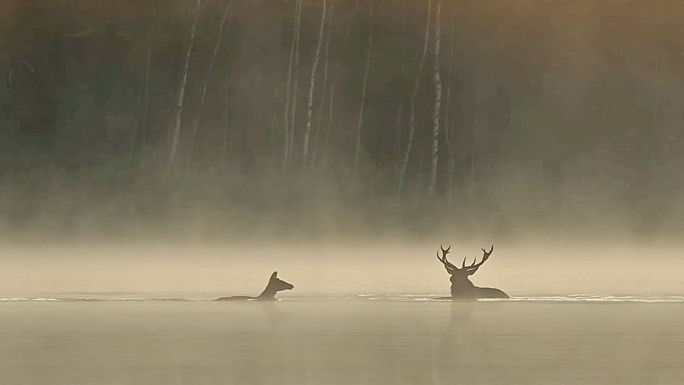 Teaser du film Le Chant des forêts - Le Chant des forêts Teaser VF ...