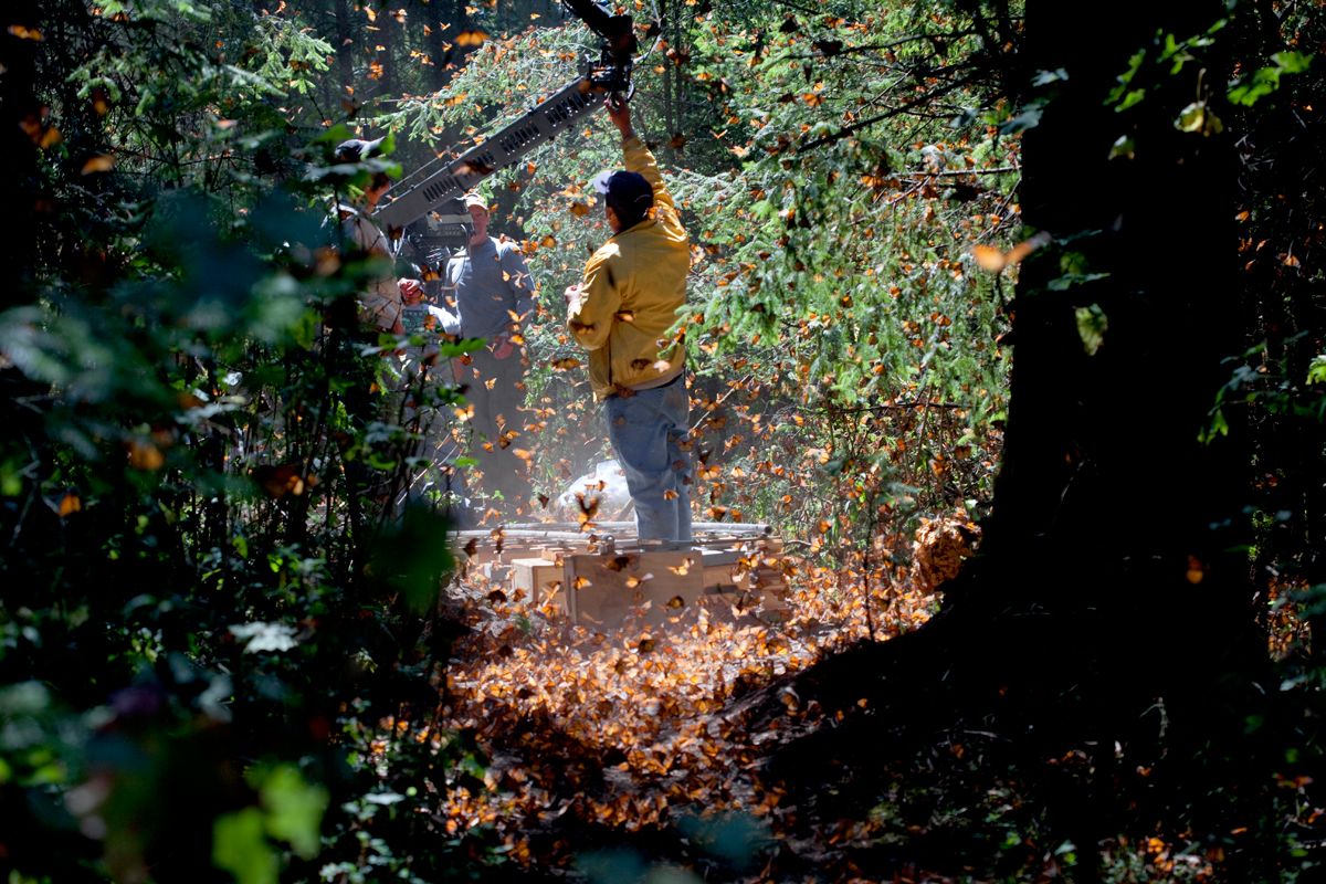 Photo du film Pollen - Photo 29 sur 74 - AlloCiné
