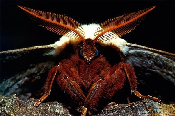 Photo du film Microcosmos: Le peuple de l'herbe - Photo 4 sur 6 - AlloCiné