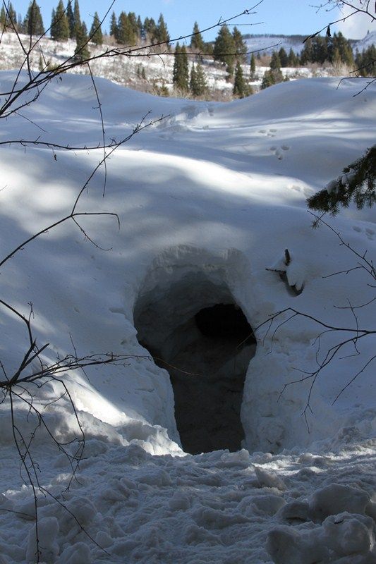 Photo du film Snow Beast - Photo 4 sur 6 - AlloCiné