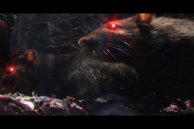 Photo du film Rat Scratch Fever - Photo 13 sur 15 - AlloCiné