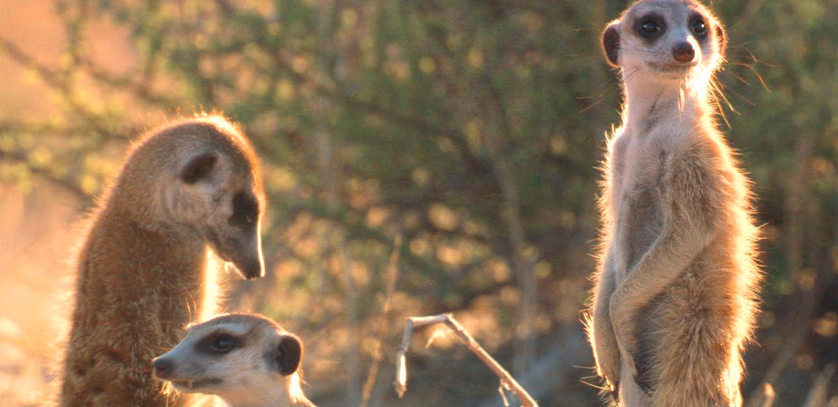 Photo du film Le Clan des suricates, l'aventure commence - Photo 6 sur ...