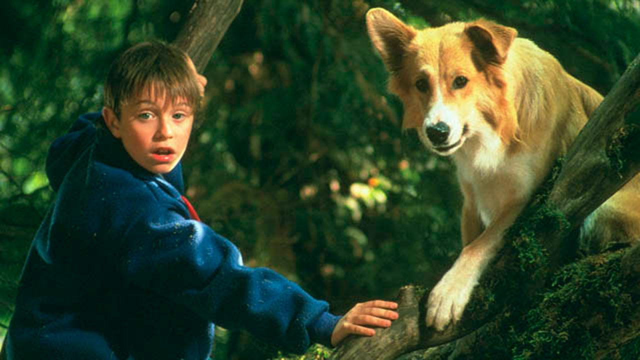 Photo du film Bingo - Photo 4 sur 5 - AlloCiné