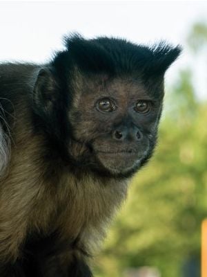 Crystal the Monkey : Filmographie - AlloCiné