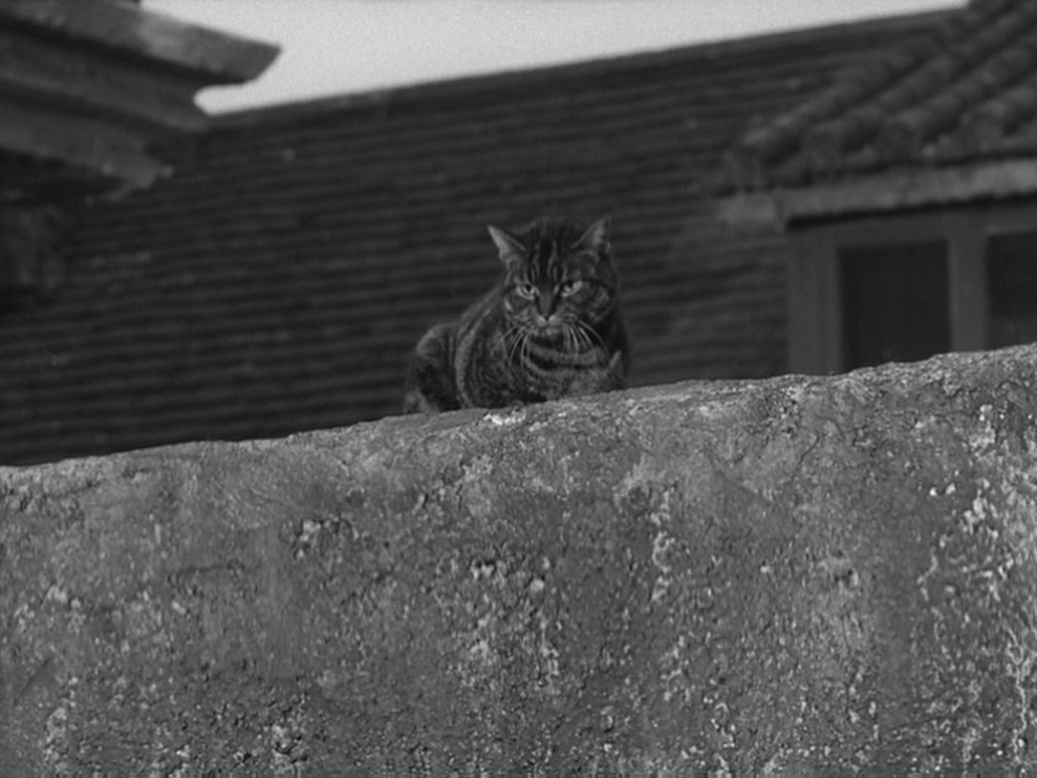 Photo du film Le spectre du chat - Photo 10 sur 12 - AlloCiné