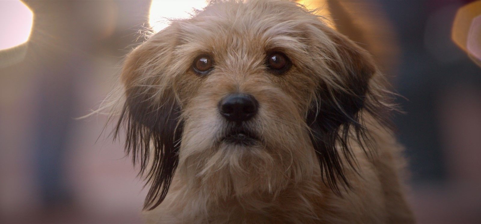 Photo du film Benji - Photo 6 sur 6 - AlloCiné