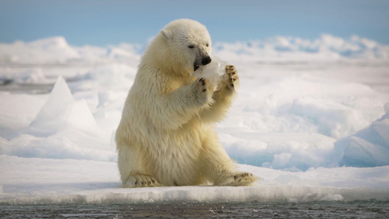 Big Beasts : sur les traces des géants : Big Beasts : sur les traces des géants : Photo - 1 sur ...