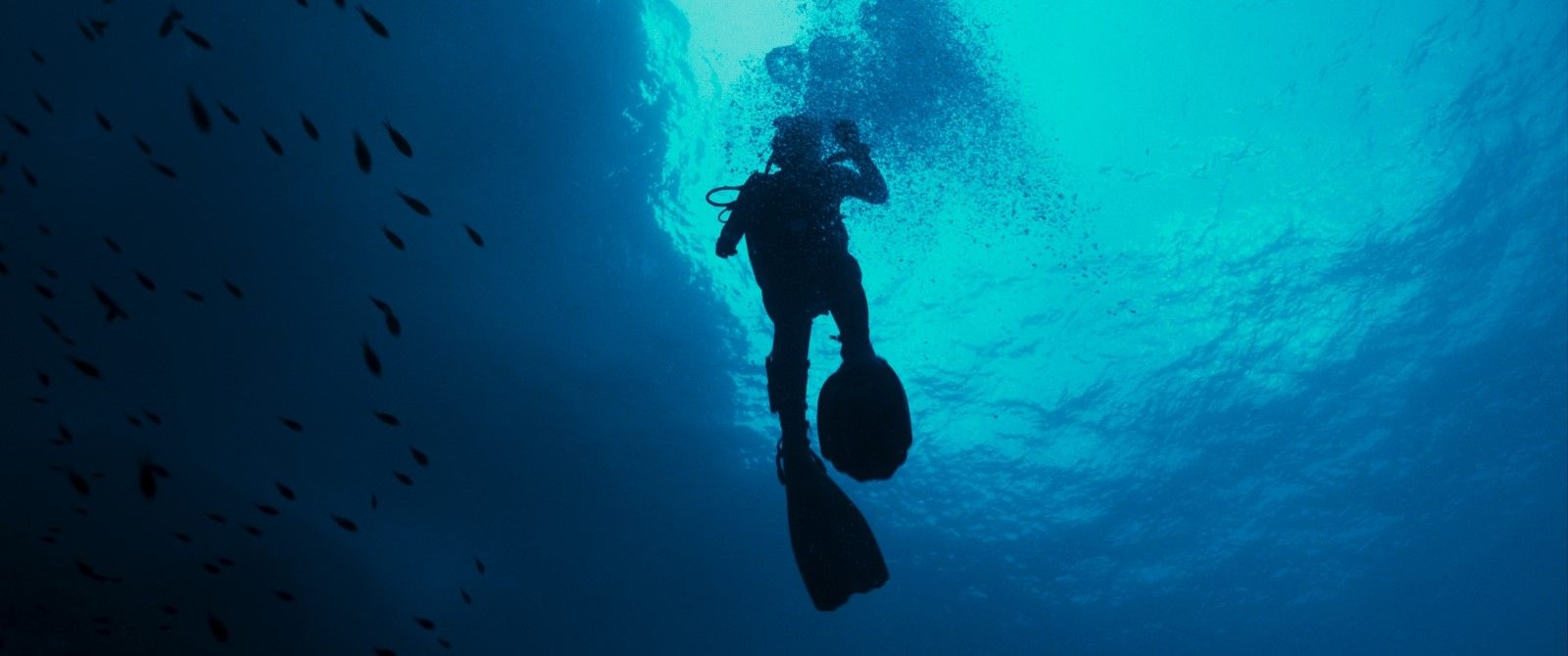 Photo du film The Dive - Photo 4 sur 22 - AlloCiné