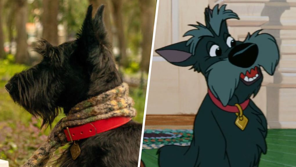 La Belle et le Clochard (Disney+) : la comparaison entre le film et le ...