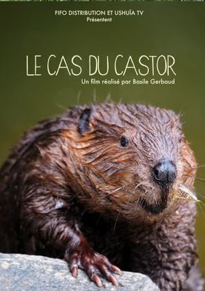 Photo de Le Cas du castor - Photo 1 sur 1 - AlloCiné