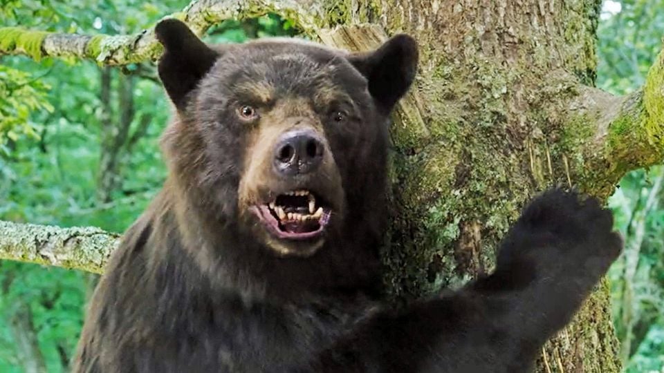 Trailer du film Crazy Bear - Crazy Bear Bande-annonce VF - AlloCiné