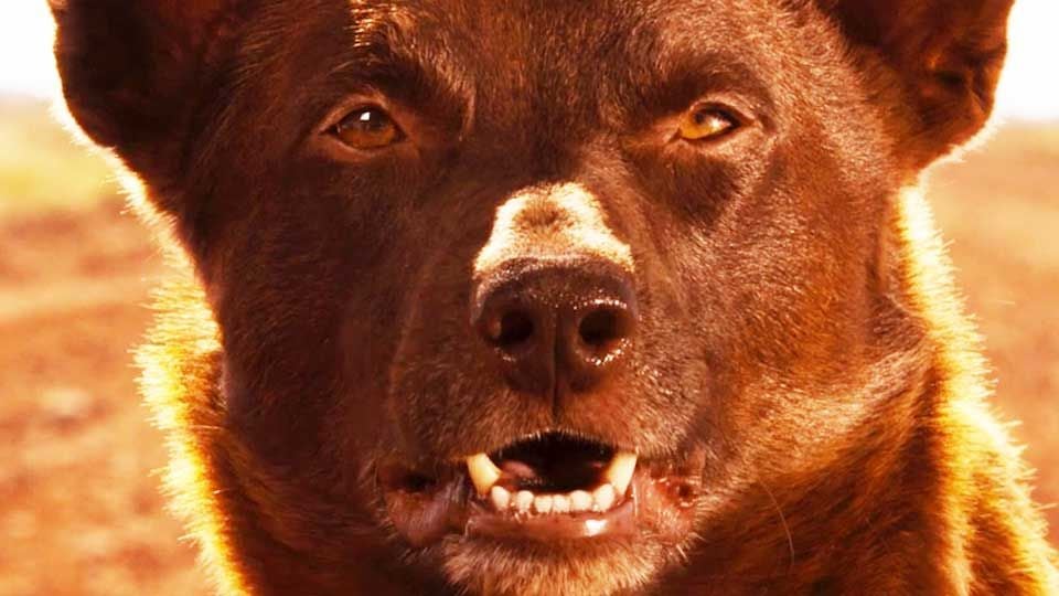 Trailer du film Koko: A Red Dog Story - Koko: A Red Dog Story Bande ...